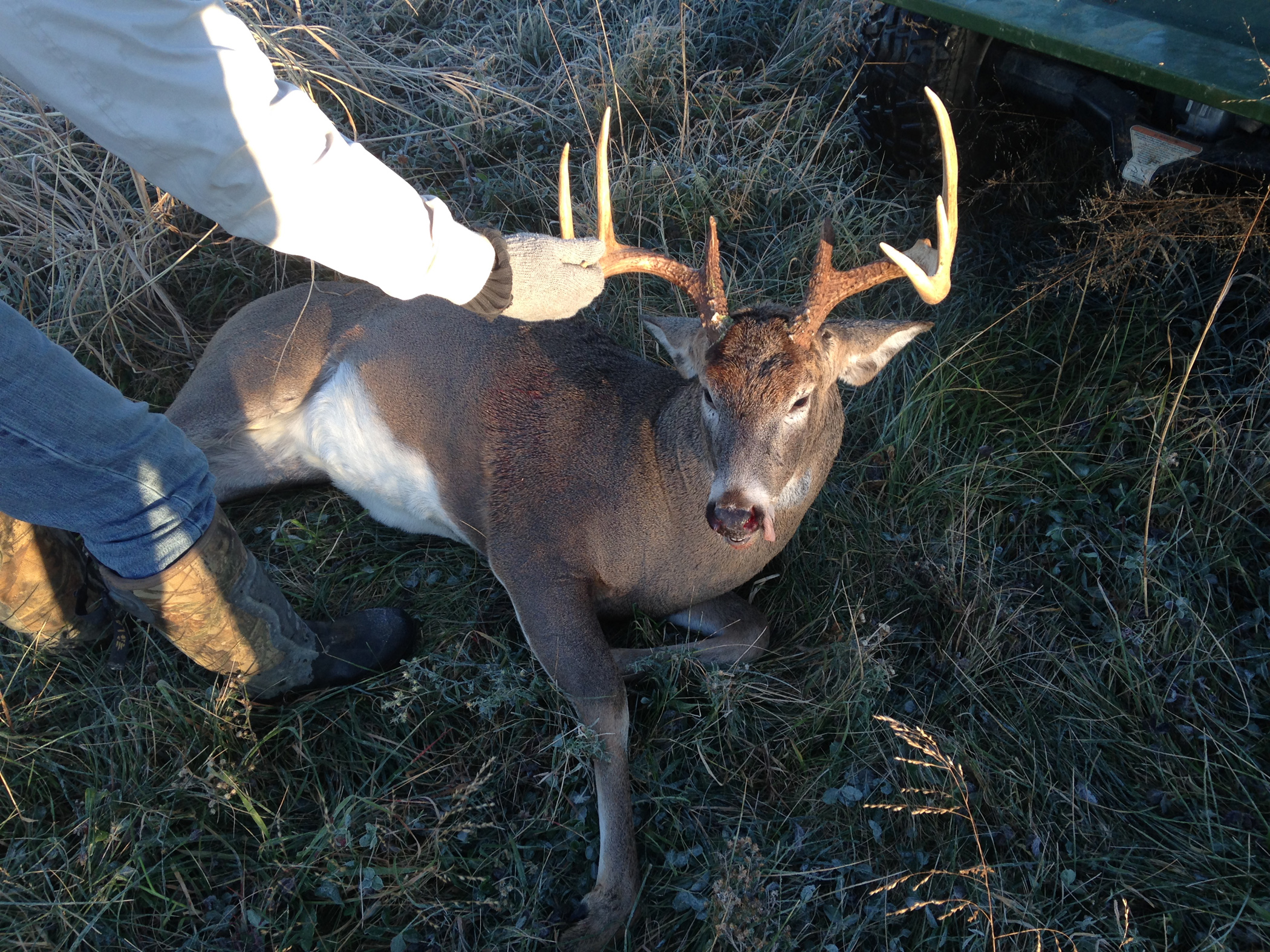 Reward for information regarding deer shot at Perryville Battlefield ...
