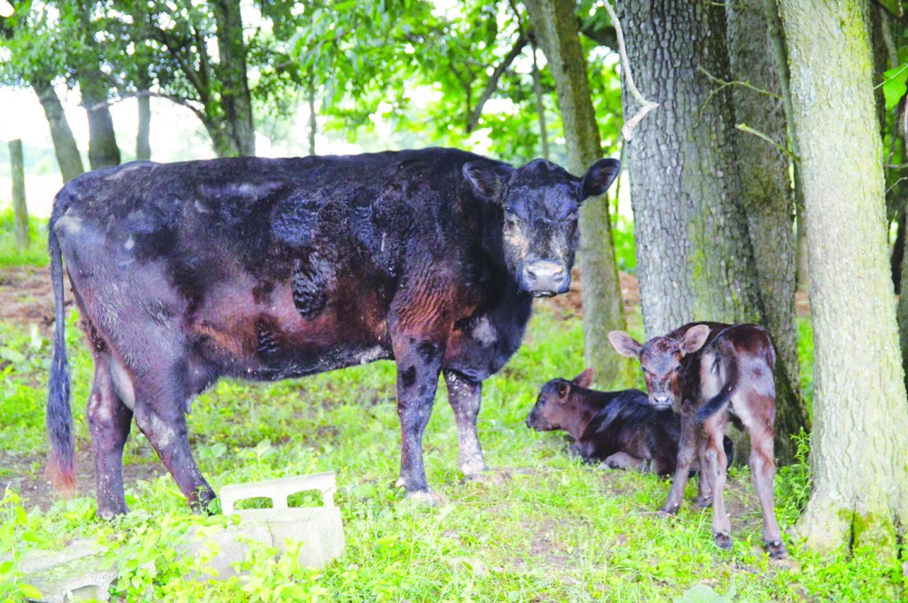 Cow Triplets - The Advocate-Messenger | The Advocate-Messenger