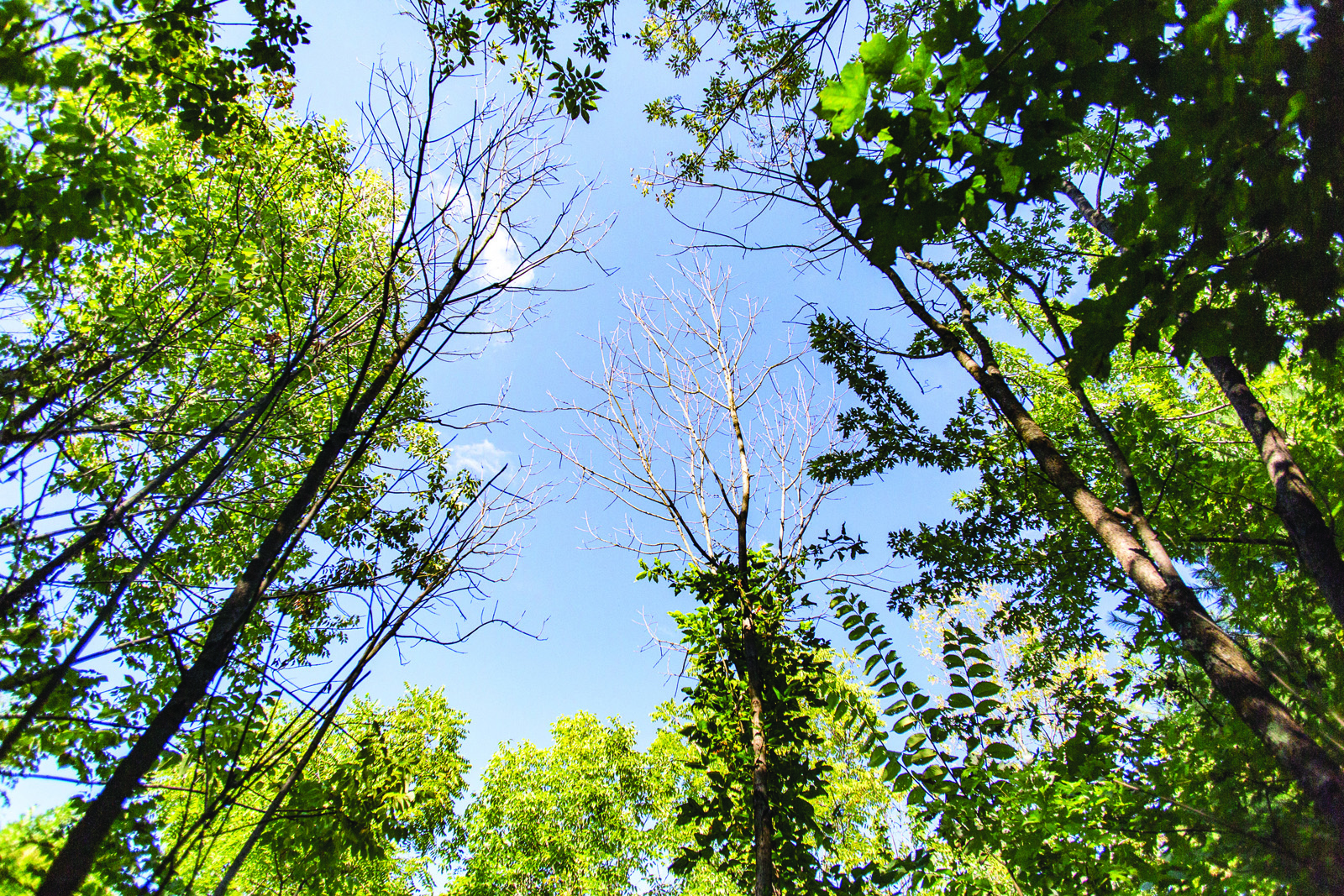 Turning to ash: Kentucky is losing two important tree species to insect ...