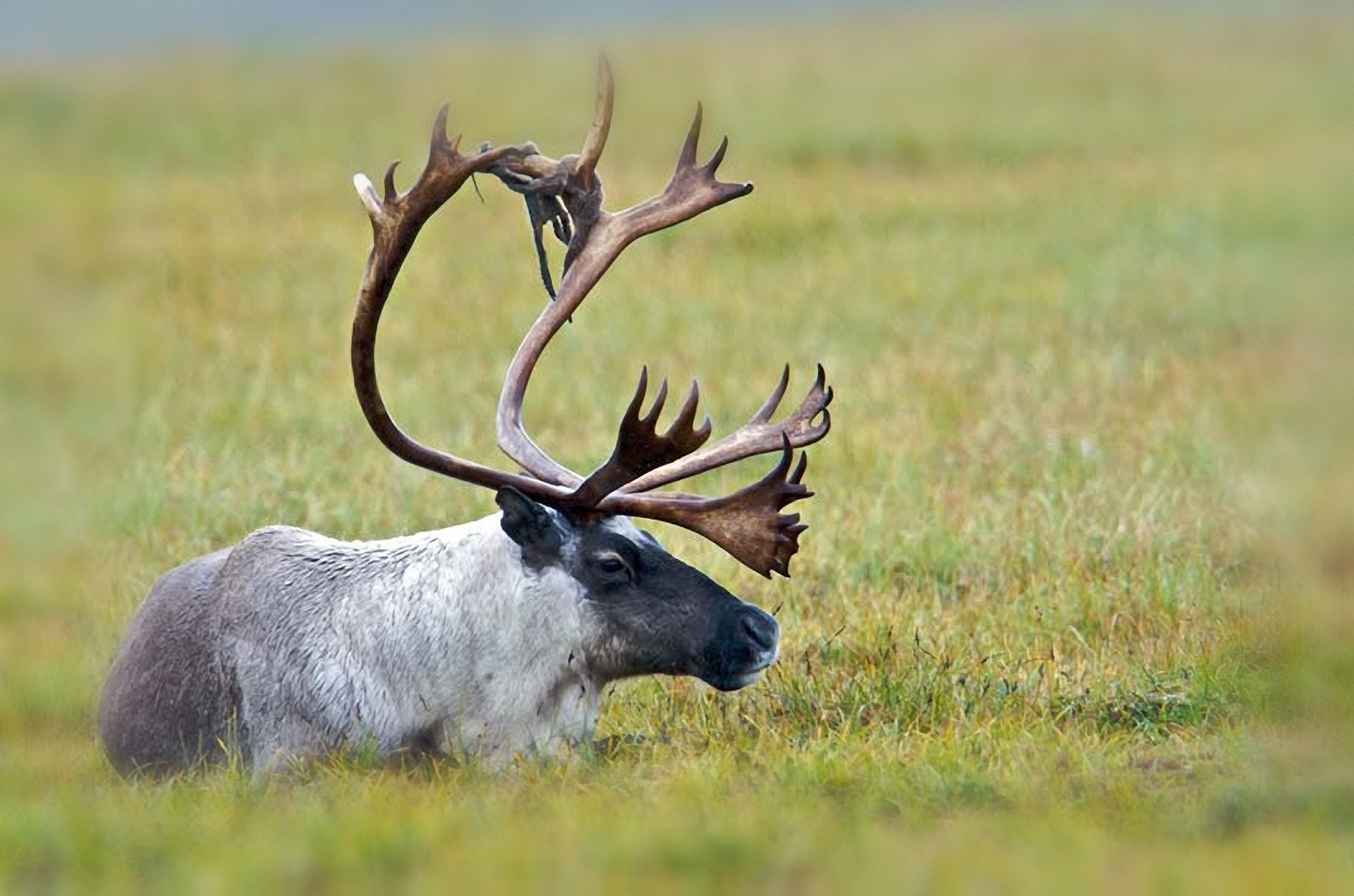 If you’re feeding Santa’s reindeer, skip the glitter | The Advocate ...