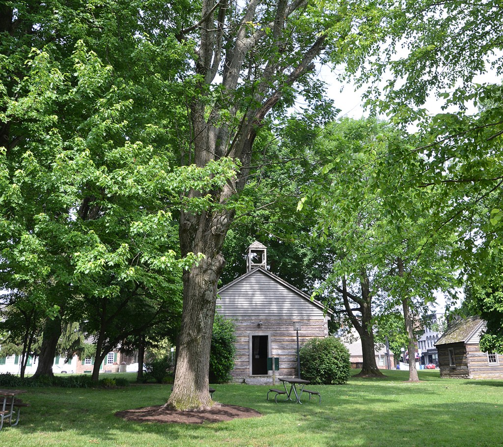 Constitution Square trees get a wellness check thanks to arborist ...