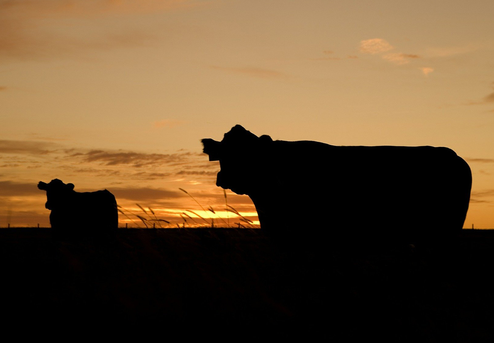 Dead animal composting issue continues with heated discussion | The ...