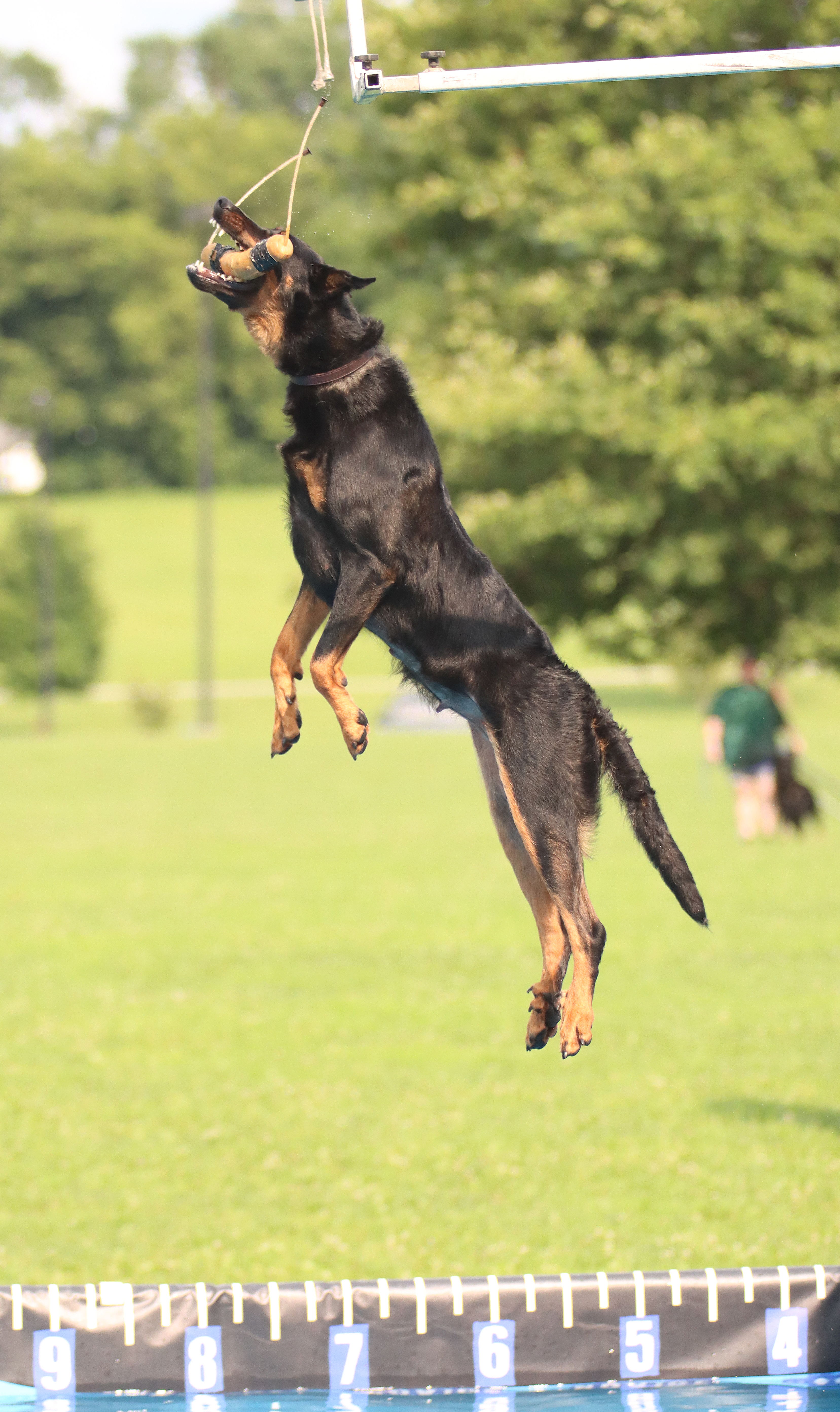 DockDogs event draws competitors from across the U.S. - The Advocate ...