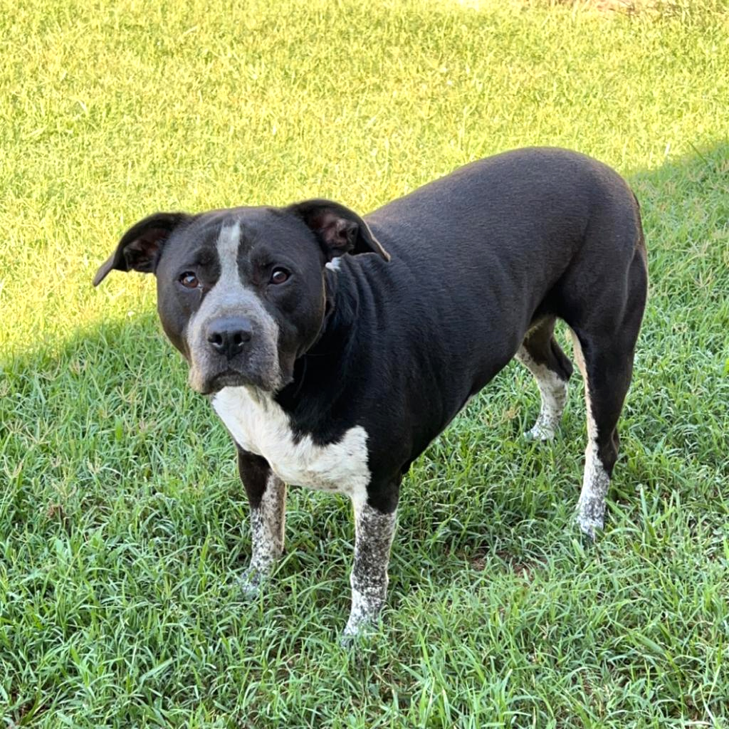 DBCHS Pet of the Week: Chunk and Furry | The Advocate-Messenger