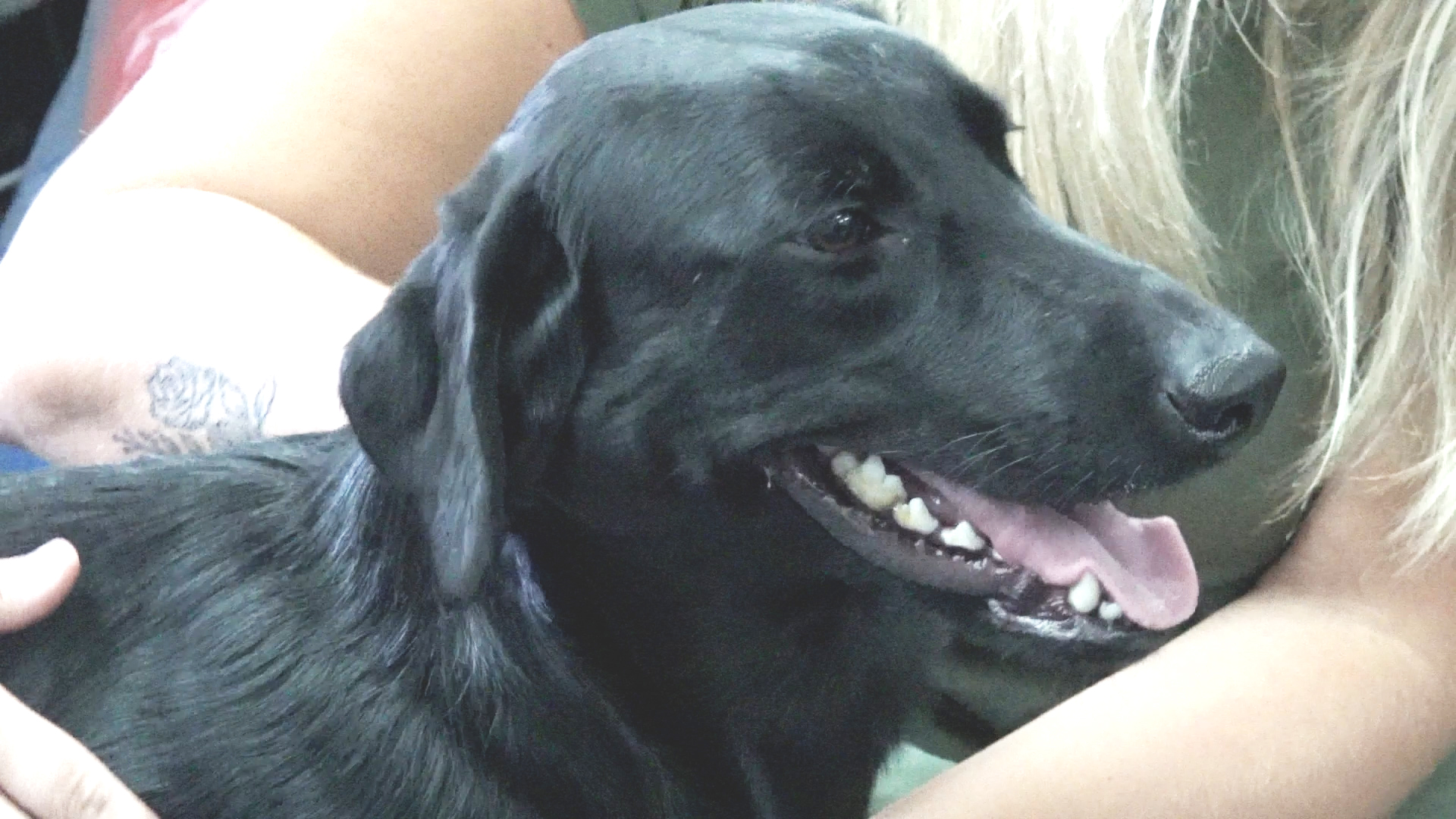 A new pup on the premises, therapy dog was trained in Florida | The ...