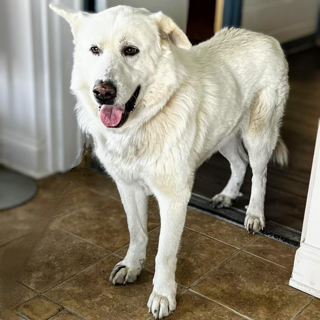 Pet of the Week | The Advocate-Messenger