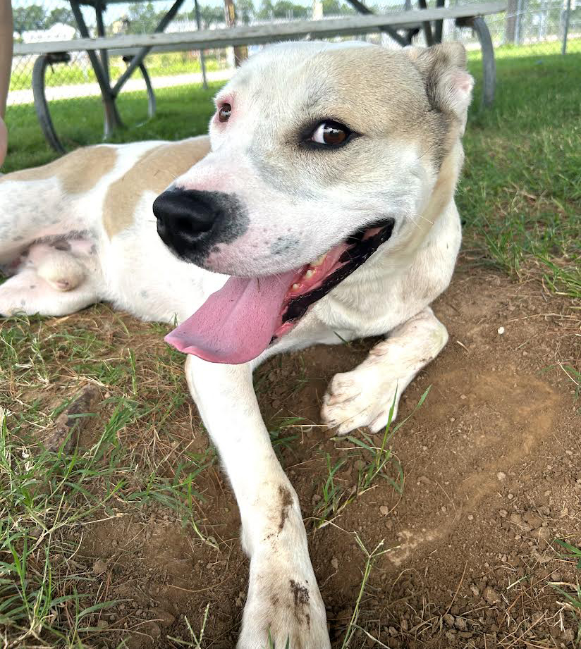 Leo is this week’s adoptable pet | The Advocate-Messenger